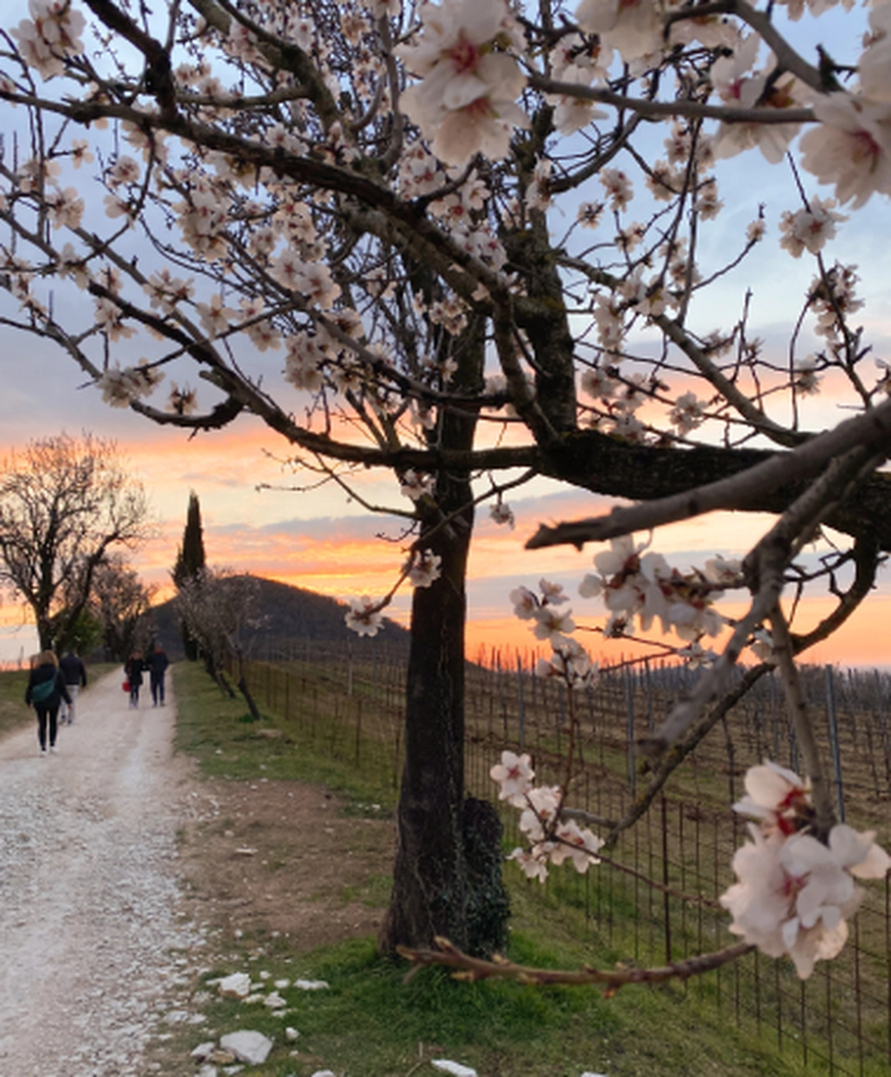Sentiero del Monte Fasolo: fioritura dei mandorli nei Colli Euganei ...