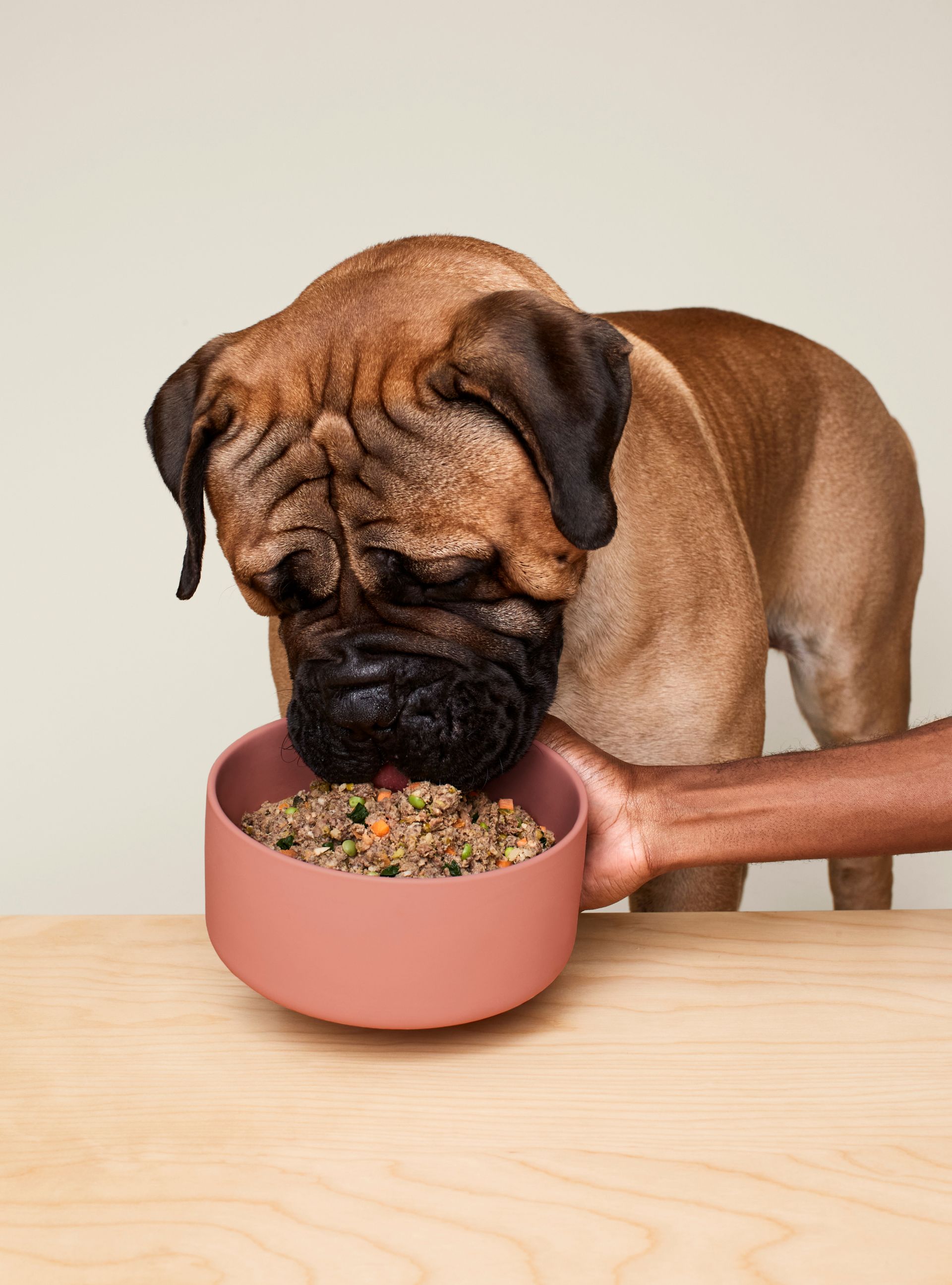 Meal Plan Options for Your Dog's Food