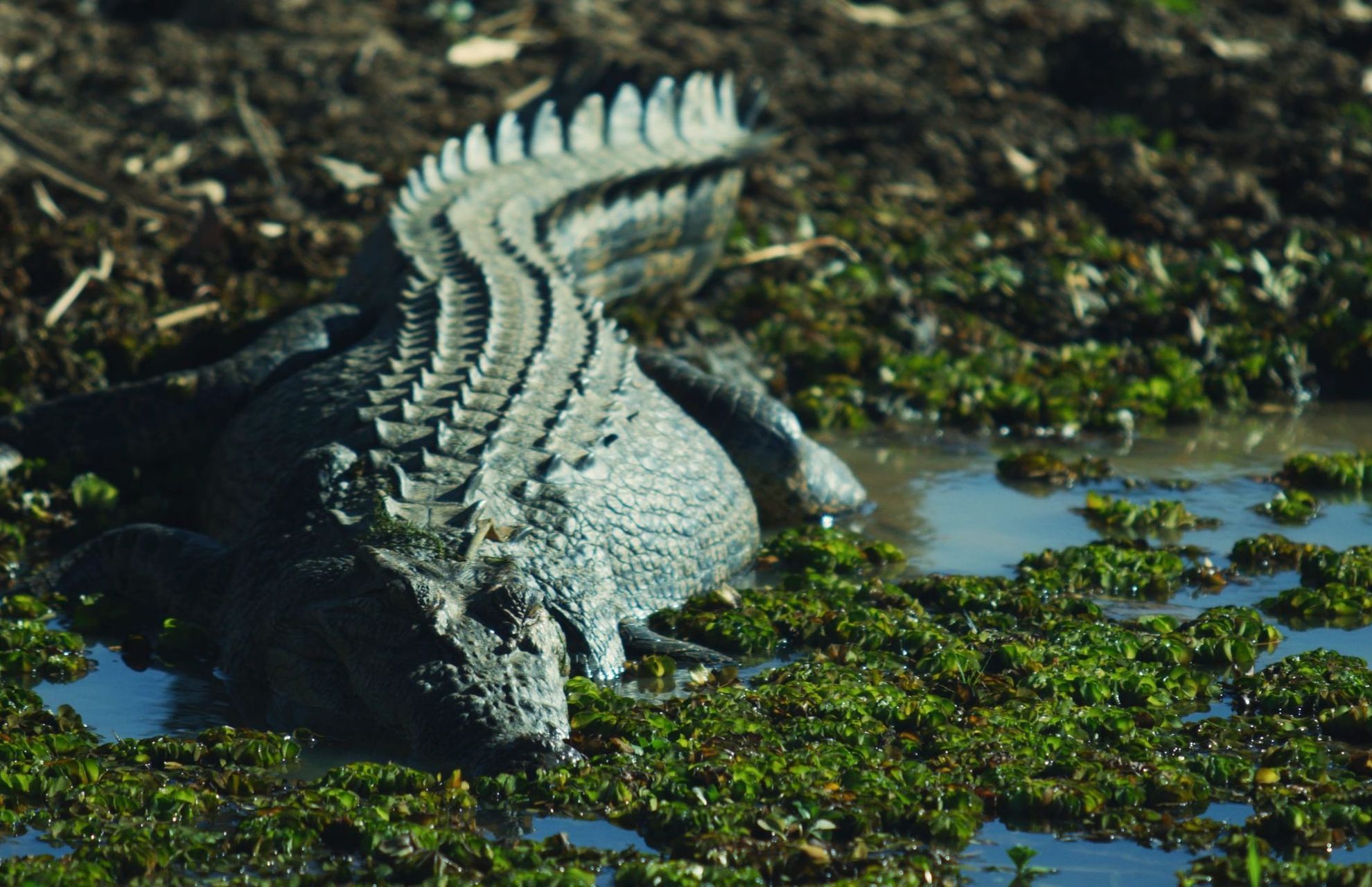 crocodile eats man philippines