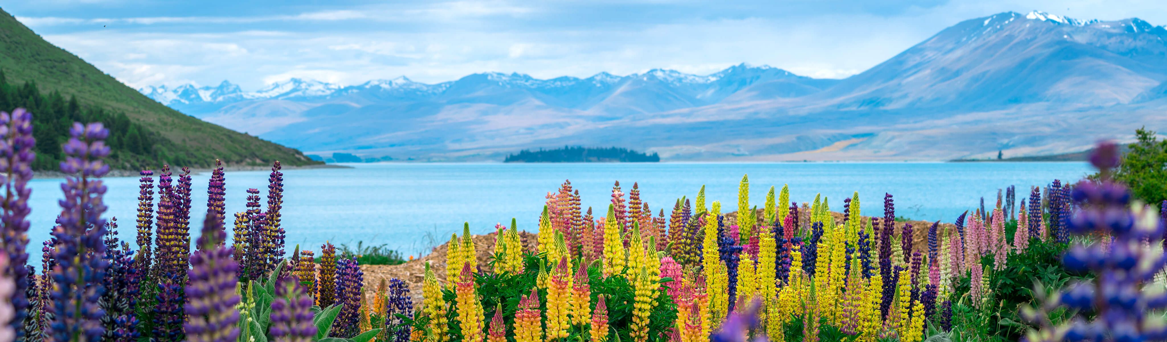 New Zealand Travel Guide with Expert Tips | EF Go Ahead Tours