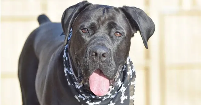 Chiens noirs : les meilleures races | Hector Kitchen