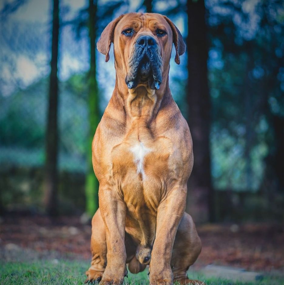 Boerboel Dog Breed Info