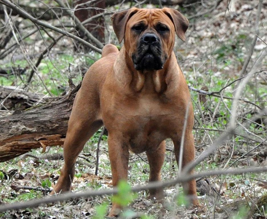 Boerboel Dog Breed Info