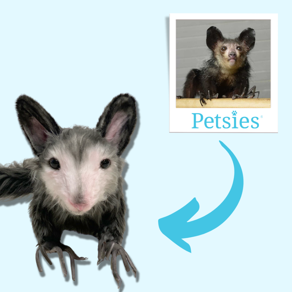 | Petsies
