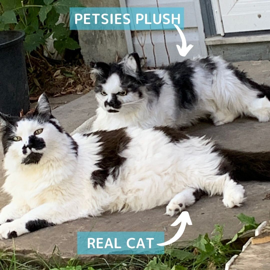 Make a Custom Stuffed Animal of Your Cat | Petsies