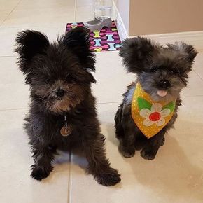 Yorkie Stuffed Animal | Turn Your Yorkie into a Plush! | Petsies