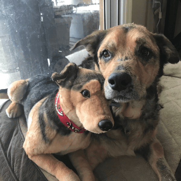 Custom German Shepherd Stuffed Animals | (Official Site) | Petsies