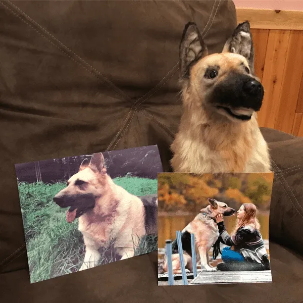 Custom German Shepherd Stuffed Animals | (Official Site) | Petsies