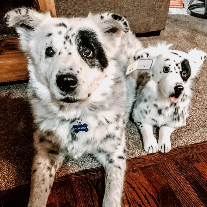 Custom Pet Stuffed Animals, Personalized Pet Gifts | Petsies