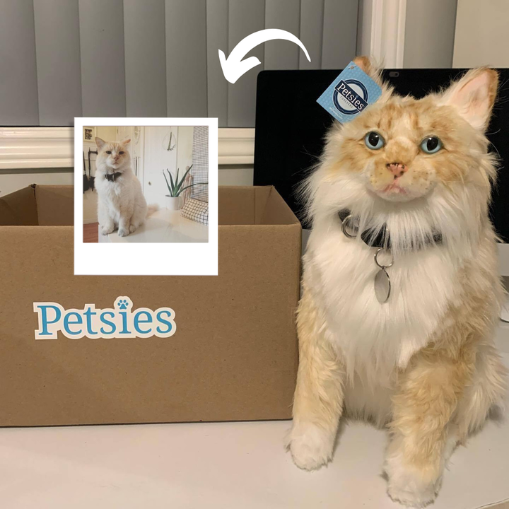 Make a Custom Stuffed Animal of Your Cat | Petsies