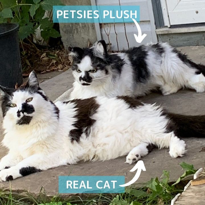 Make a Custom Stuffed Animal of Your Cat | Petsies