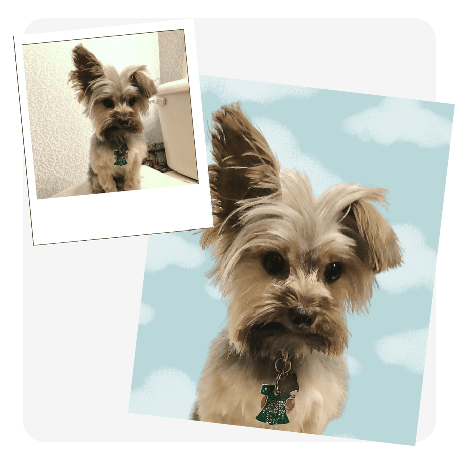 Petsies Pricing, Custom Plush Costs | Petsies