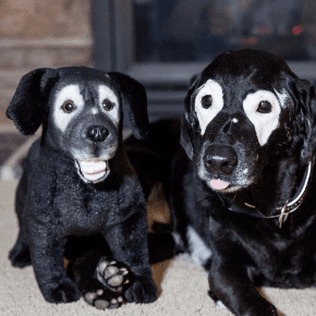 Custom Dog Stuffed Animal - Dog Gifts | Petsies