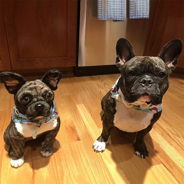 French Bulldog Stuffed Animal - Frenchie Plush | Petsies
