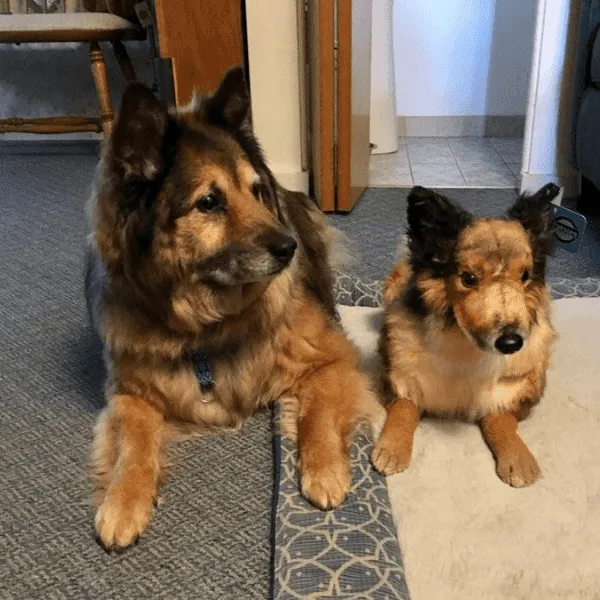 Custom German Shepherd Stuffed Animals | (Official Site) | Petsies